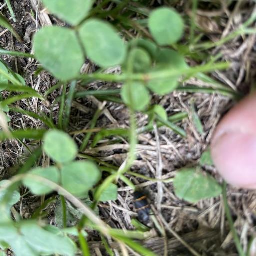 Two-lined Spittlebug (Prosapia Bicincta) Insect Identification Guide ...