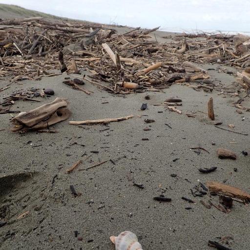 Prosiphonidae Insect Identification Guide, Habitat & Facts