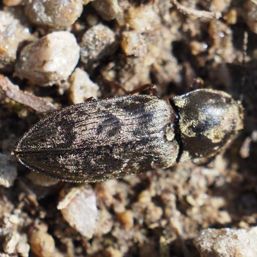Chequered Click Beetle (Prosternon Tessellatum) Insect Identification ...