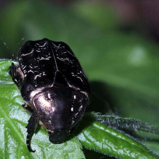 Marbled Rose-chafer (Protaetia Marmorata) Insect Identification Guide ...