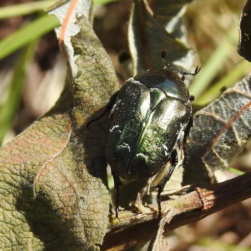Copper Chafer (Protaetia Metallica) Insect Identification Guide ...