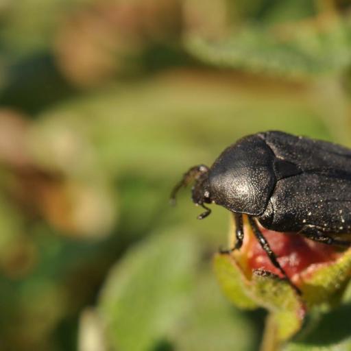 Speckled Rose Chafer (Protaetia Morio) Insect Identification Guide ...