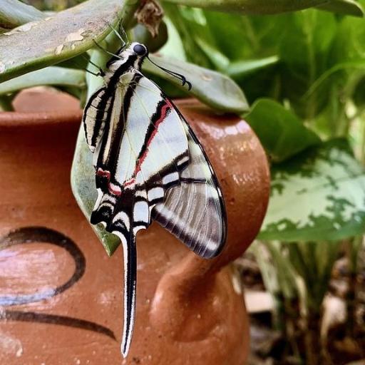 Mexican Kite Swallowtail (Protographium Epidaus) Insect Identification ...
