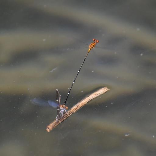Orange-striped Threadtail (Protoneura Cara) Insect Identification Guide ...