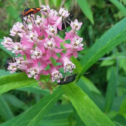 Black Stink Bug (Proxys Punctulatus) Insect Identification Guide ...