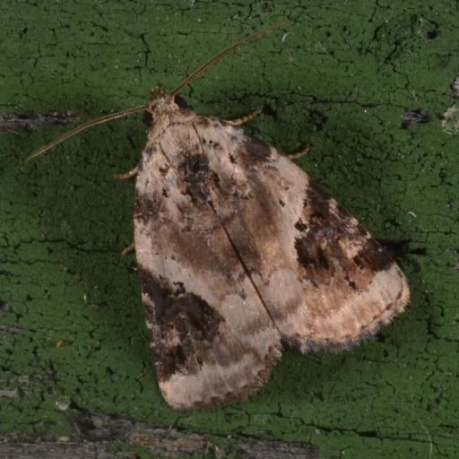 Shining Marbled (Pseudeustrotia Candidula) Insect Identification Guide ...