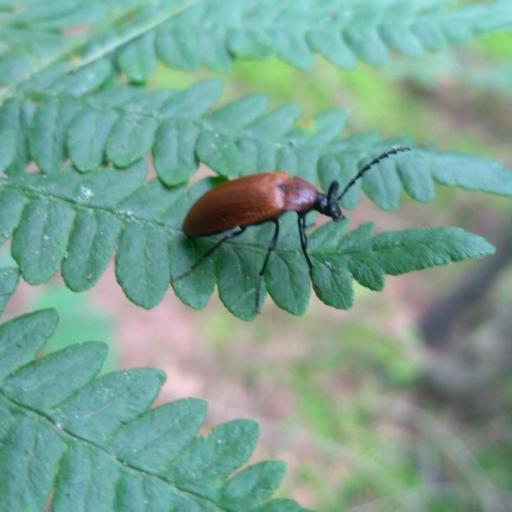 Pseudocistela Ceramboides Insect Identification Guide, Habitat & Facts