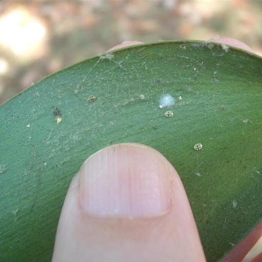 Mealybugs (Pseudococcidae) Insect Identification Guide, Habitat & Facts