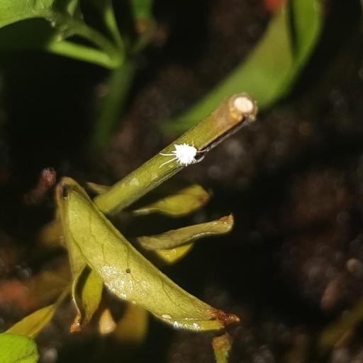 Long-Tailed Mealybug (Pseudococcus Longispinus) Insect Identification ...