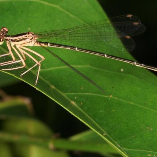 Black-Kneed Featherleg (Pseudocopera Ciliata) Insect Identification ...