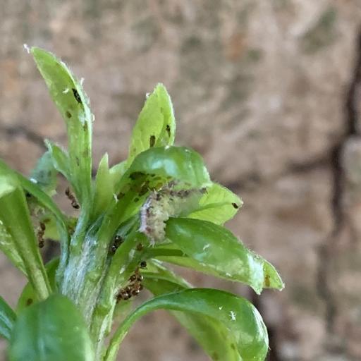 Four-Speckled Hover Fly (Pseudodoros Clavatus) Insect Identification ...