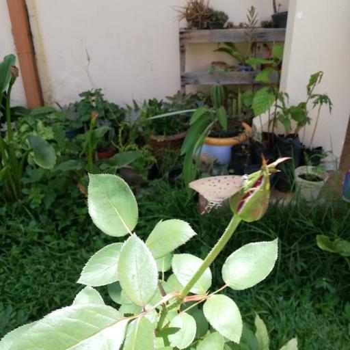 Sky-Blue Hairstreak (Pseudolycaena Damo) Insect Identification Guide ...