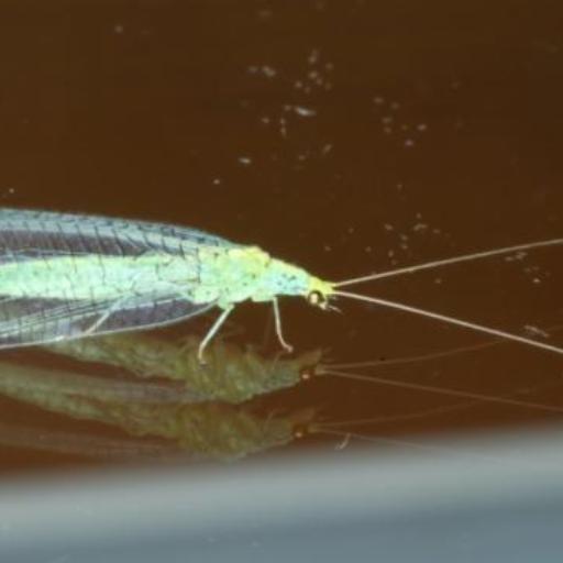 Pseudomallada Edwardsi Insect Identification Guide, Habitat & Facts