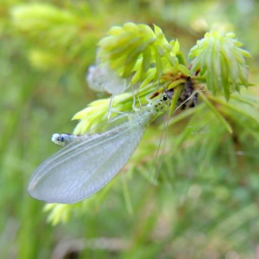 Pseudomallada Insect Identification Guide, Habitat & Facts