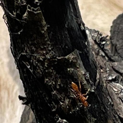 Pallidus-Group Twig Ants (Pseudomyrmex Pallidus) Insect Identification ...