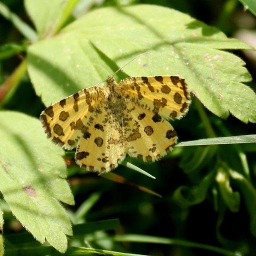 Speckled Yellow (Pseudopanthera Macularia) Insect Identification Guide ...