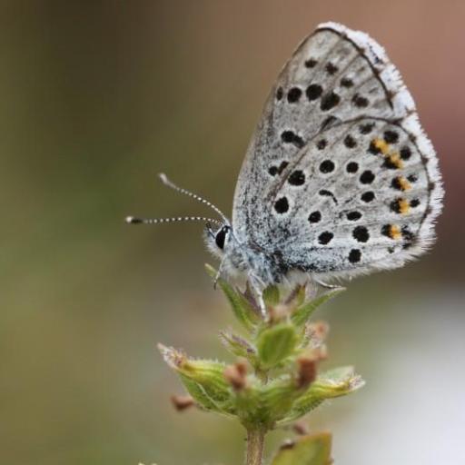 Baton Blue (Pseudophilotes Baton) Insect Identification Guide, Habitat ...