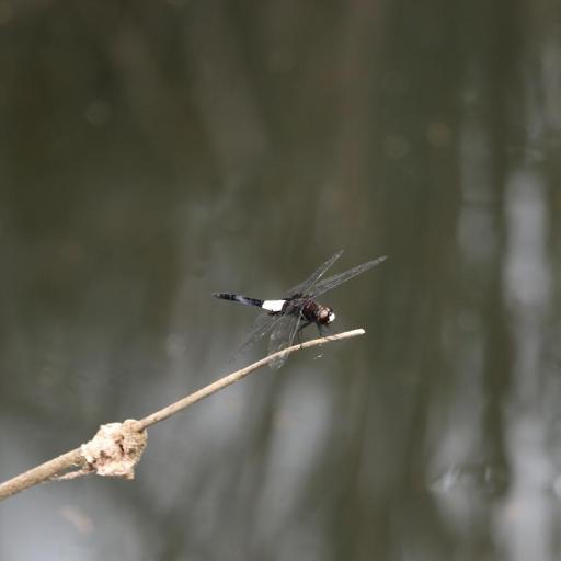Pied Skimmer (Pseudothemis Zonata) Insect Identification Guide, Habitat ...