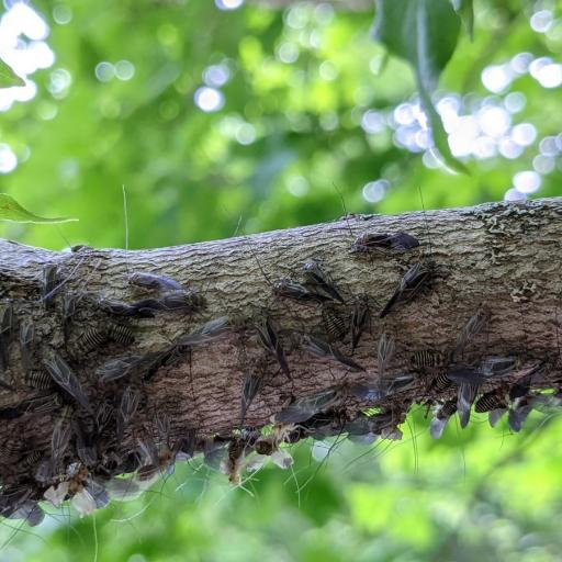 Common Barklice (Psocidae) Insect Identification Guide, Habitat & Facts