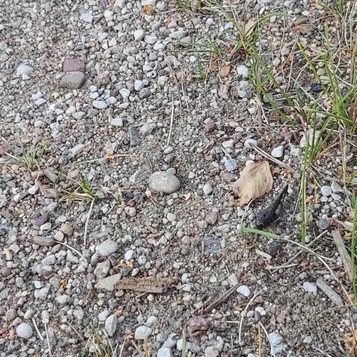 Rattle Grasshopper (Psophus Stridulus) Insect Identification Guide ...