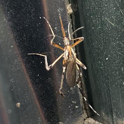 Gallinipper (Psorophora Ciliata) Insect Identification Guide, Habitat ...