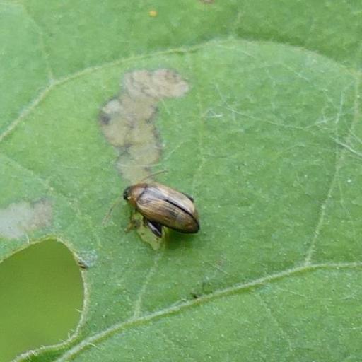 Potato Flea Beetle (Psylliodes Affinis) Insect Identification Guide ...