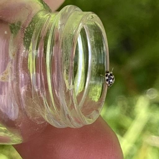 Twenty-Spotted Lady Beetle (Psyllobora Vigintimaculata) Insect ...