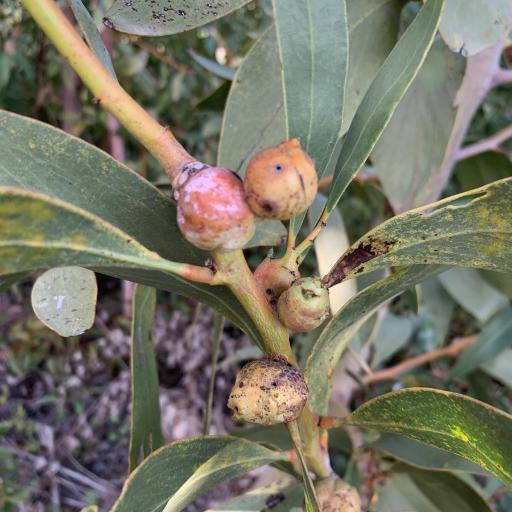 Pteromalids (Pteromalidae) Insect Identification Guide, Habitat & Facts