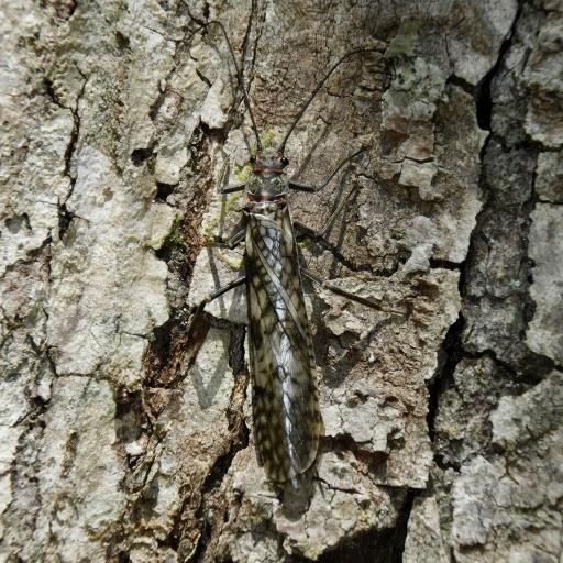 Giant Stoneflies (Pteronarcyidae) Insect Identification Guide, Habitat ...