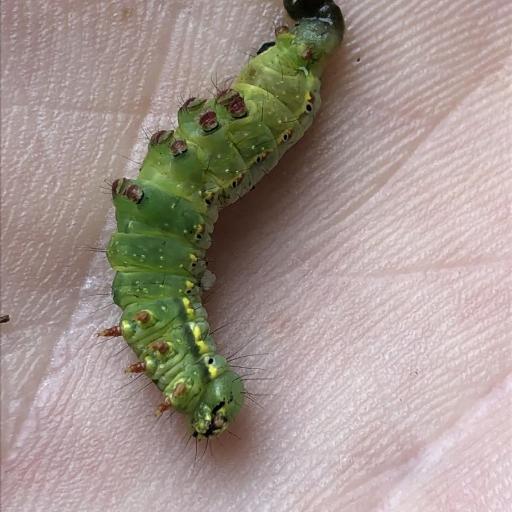 Coxcomb Prominent (Ptilodon Capucina) Insect Identification Guide ...