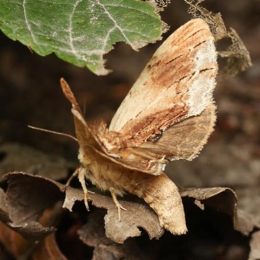 Maple Prominent (Ptilodon Cucullina) Insect Identification Guide ...