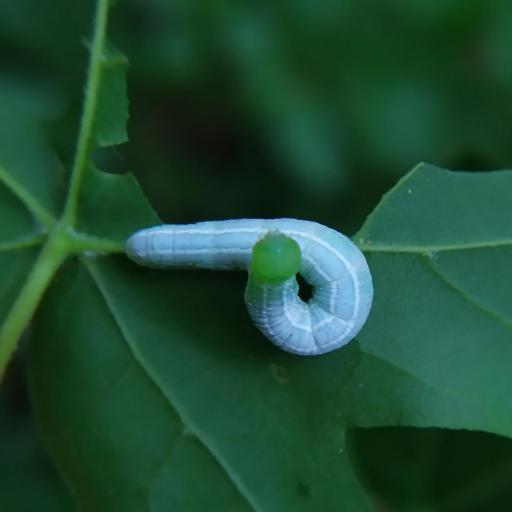 Plumed Prominent (Ptilophora Plumigera) Insect Identification Guide ...