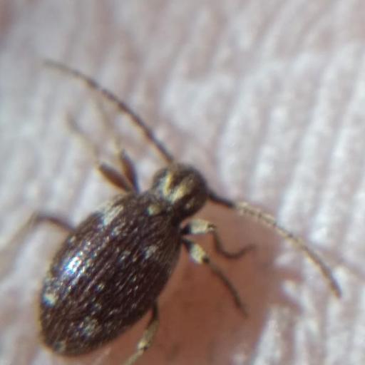 White-Marked Spider-Beetle (Ptinus Fur) Insect Identification Guide ...