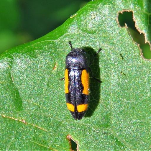 Redbud Borers (Ptosima) Insect Identification Guide, Habitat & Facts