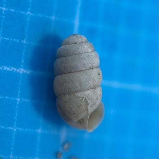 Moss Chrysalis-Snail (Pupilla Muscorum) Insect Identification Guide ...