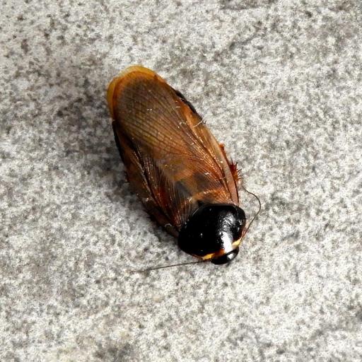 Surinam Cockroach (Pycnoscelus Surinamensis) Insect Identification ...