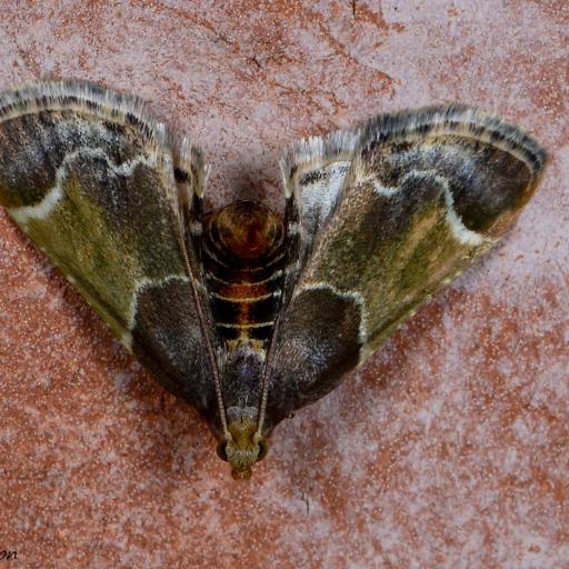 Meal Moth (Pyralis Farinalis) Insect Identification Guide, Habitat & Facts