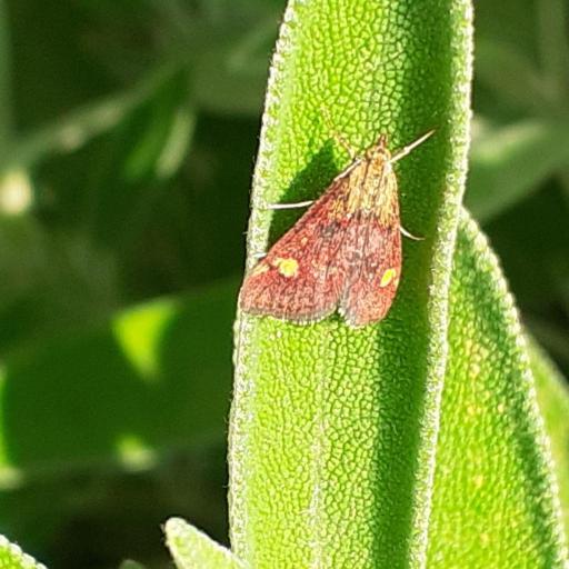 Generous And Orange Mint Moths And Allies (Pyrausta Aurata) Insect ...