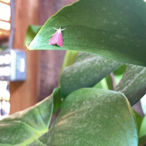 Inornate Pyrausta Moth (Pyrausta Inornatalis) Insect Identification ...