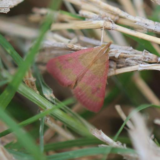 Southern Purple Mint Moth (Pyrausta Laticlavia) Insect Identification ...