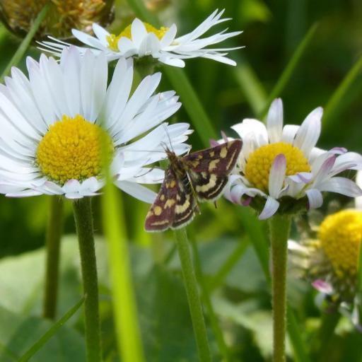Common Crimson-And-Gold Moth (Pyrausta Purpuralis) Insect ...