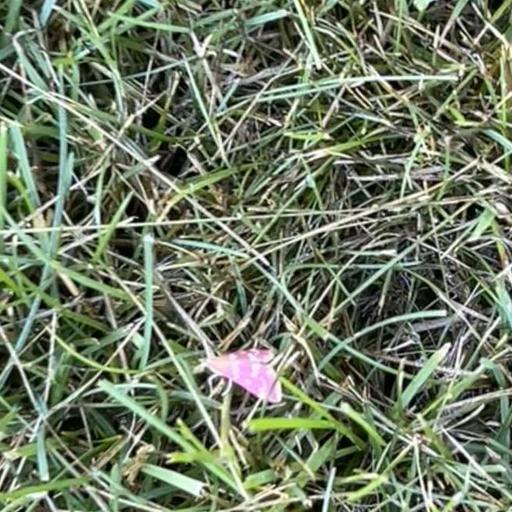 Raspberry Pyrausta Moth (Pyrausta Signatalis) Insect Identification ...
