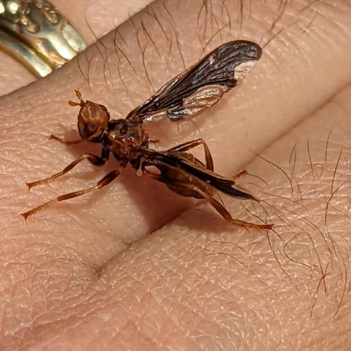 Scarab Pursuing Flies (Pyrgotidae) Insect Identification Guide, Habitat & Facts