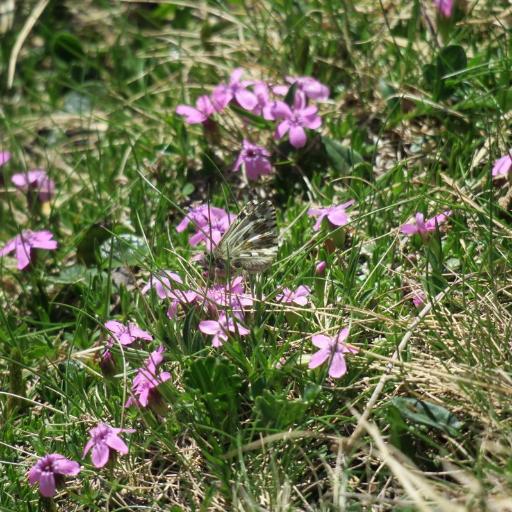 Alpine Grizzled Skipper (Pyrgus Andromedae) Insect Identification Guide ...