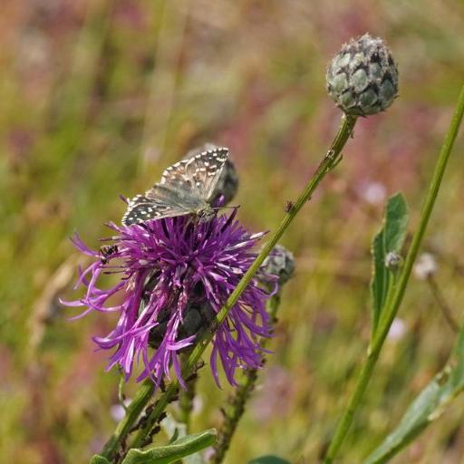 Oberthür's Grizzled Skipper (Pyrgus Armoricanus) Insect Identification ...