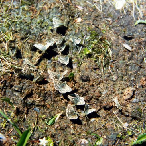 Northern Grizzled Skipper (Pyrgus Centaureae) Insect Identification ...