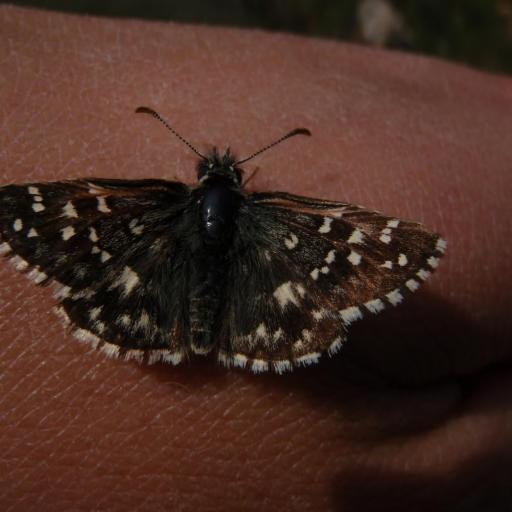 Southern Grizzled Skipper (Pyrgus Malvoides) Insect Identification ...