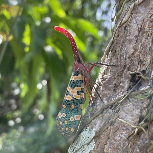 Litchi Lantern Bug (Pyrops Candelaria) Insect Identification Guide ...