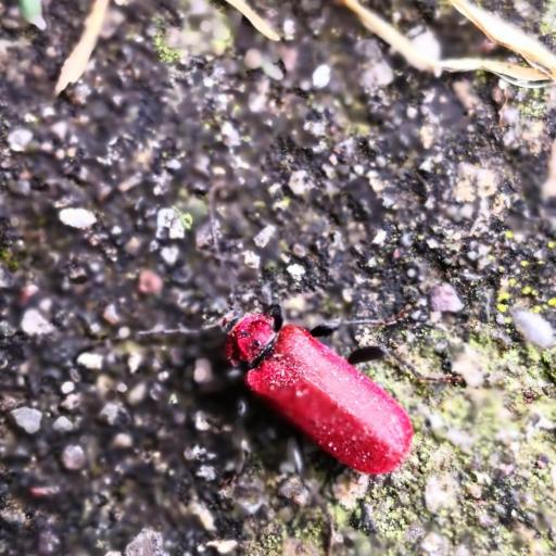 Welsh Oak Longhorn Beetle (Pyrrhidium Sanguineum) Insect Identification ...