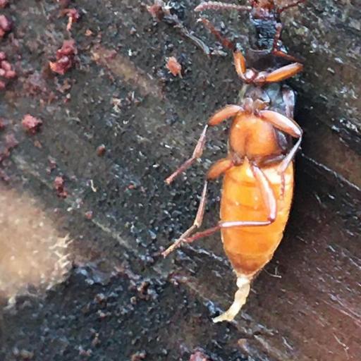 Elephant Beetle (Megasoma Elephas) Insect Identification Guide, Habitat ...